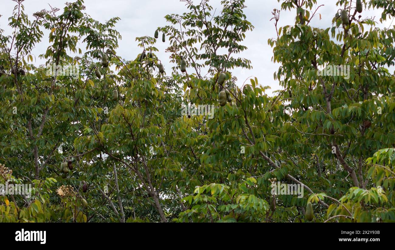 Hymenaea courbaril jatoba tree hi-res stock photography and images - Alamy