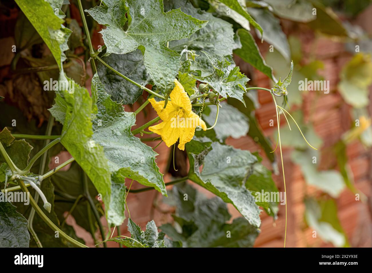 Sponge Gourd Yellow Flower of the species Luffa aegyptiaca Stock Photo ...