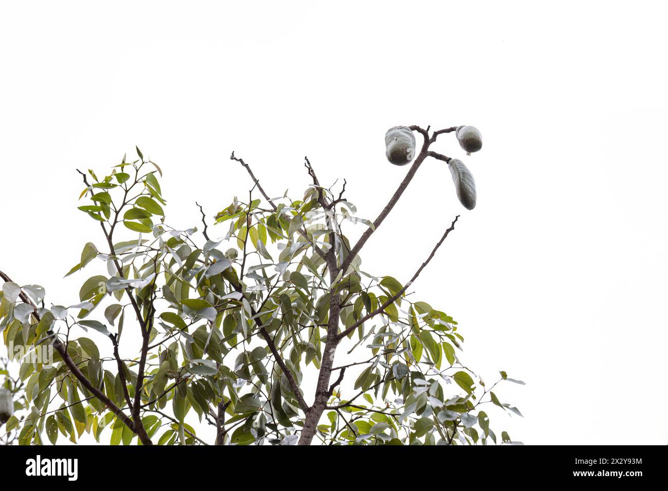 Hymenaea courbaril jatoba tree hi-res stock photography and images - Alamy