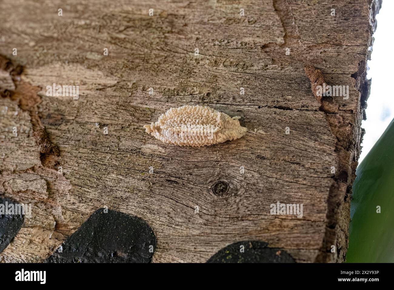 Small Planthopper Eggs of the Superfamily Fulgoroidea Stock Photo - Alamy
