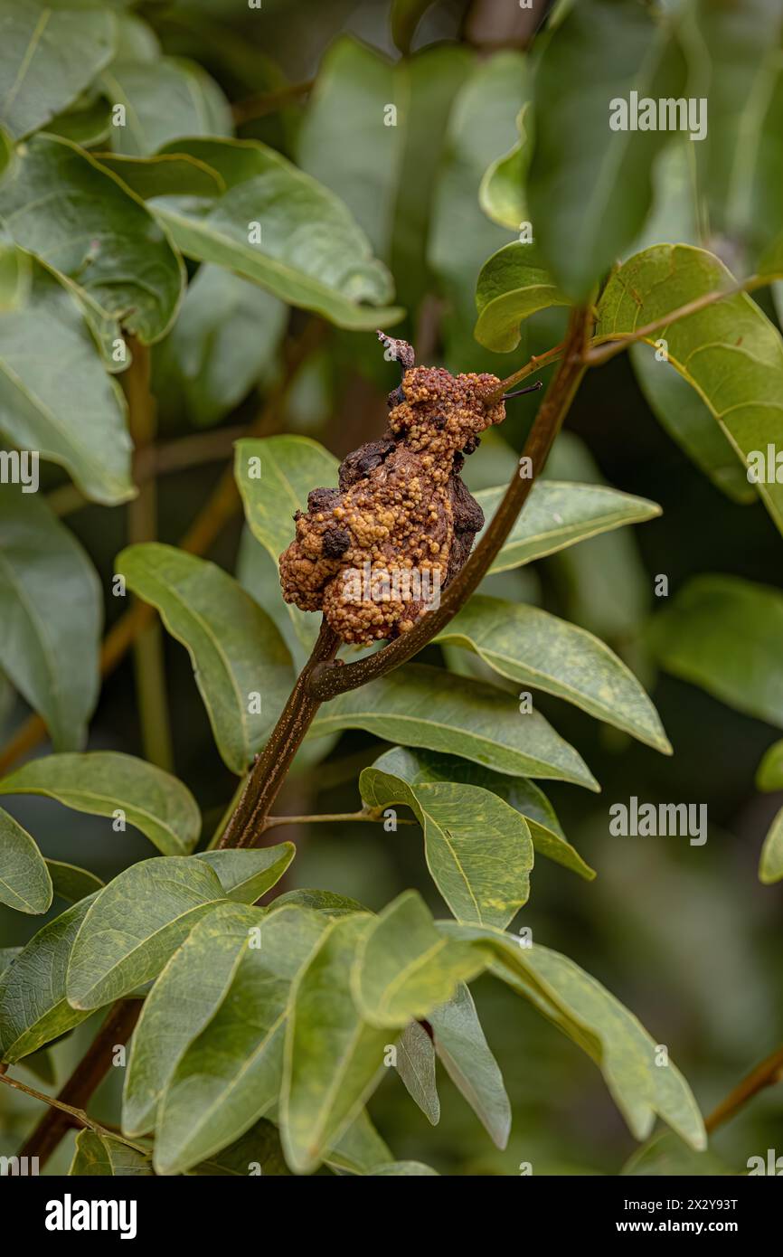 Agrobacterium bacteria hi-res stock photography and images - Alamy
