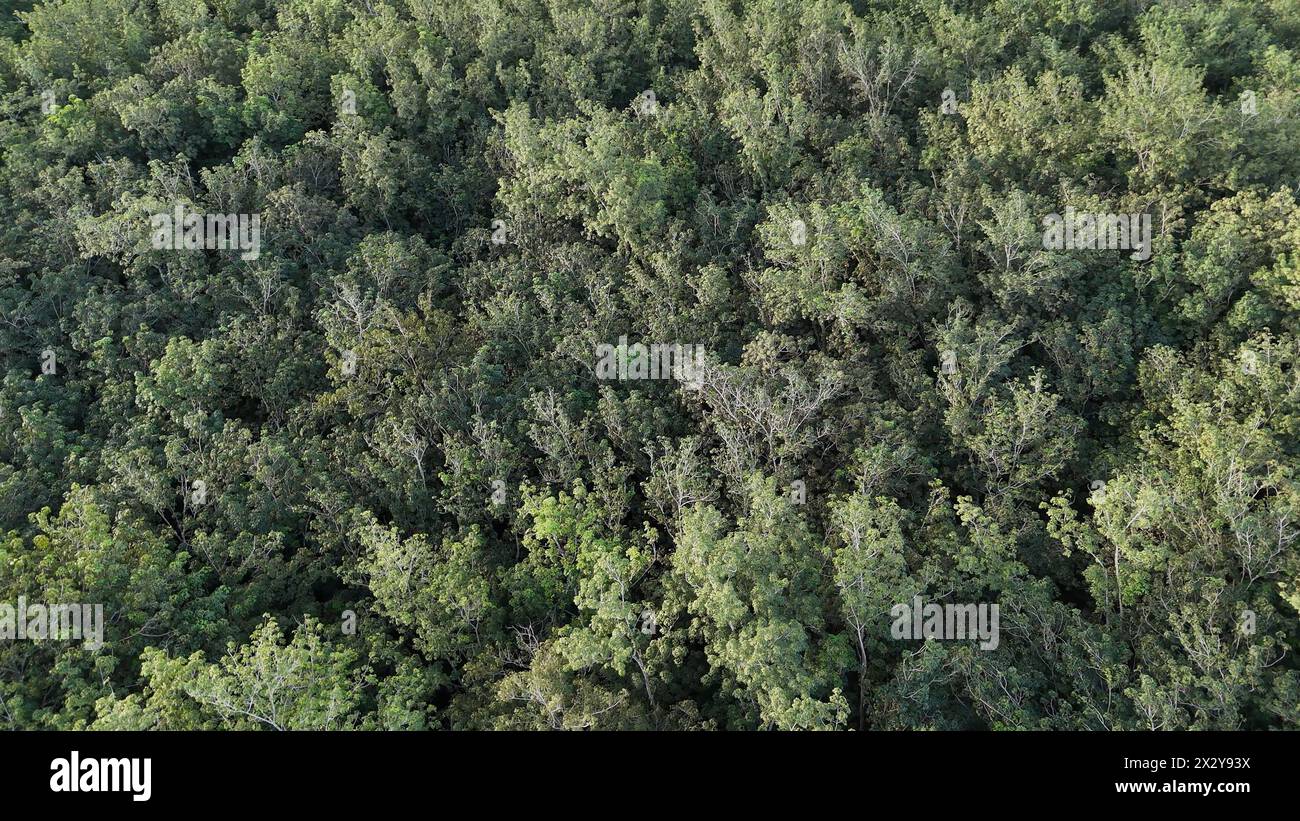 aerial image of rubber tree forest for latex extraction Stock Photo - Alamy