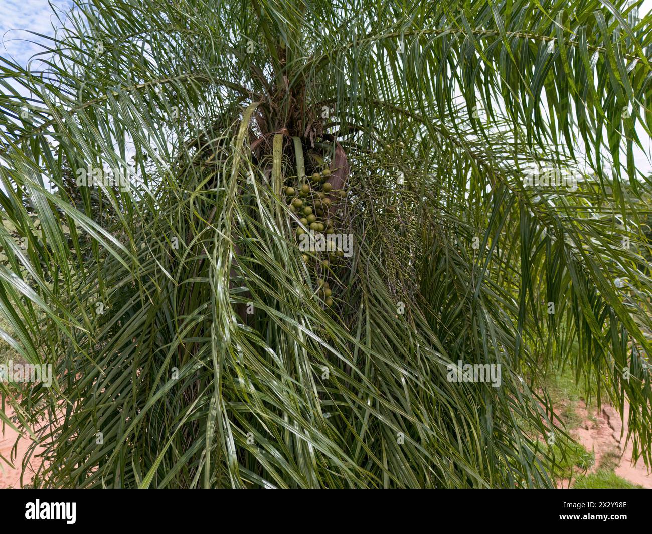 Macaw Palm Fruits of the species Acrocomia aculeata Stock Photo - Alamy