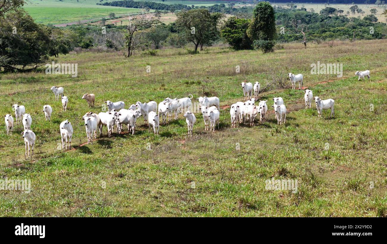 field pasture area for cattle breeding white cows grazing Stock Photo ...