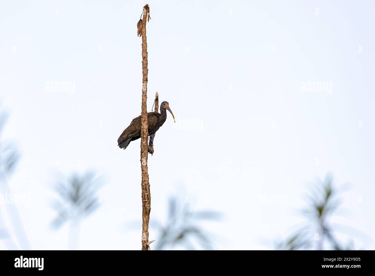 Green Ibis Animal of the species Mesembrinibis cayennensis Stock Photo ...