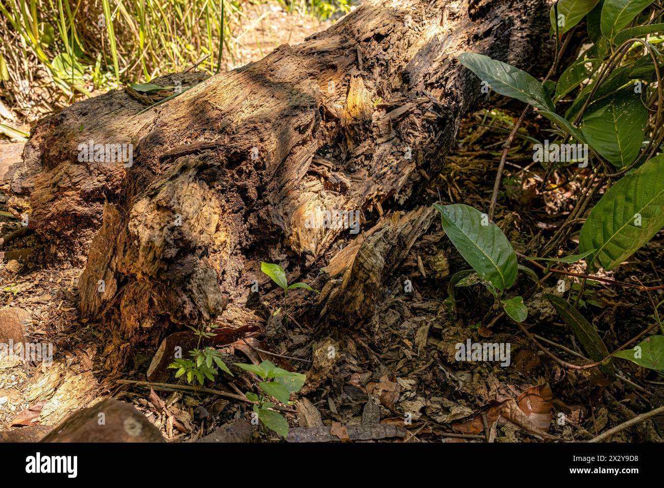 large tree trunk rotting on the ground nature Stock Photo - Alamy