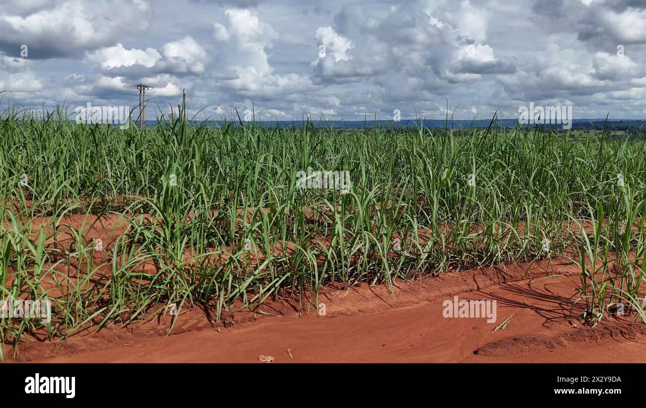 field sugar cane cultivation area agribusiness Stock Photo - Alamy