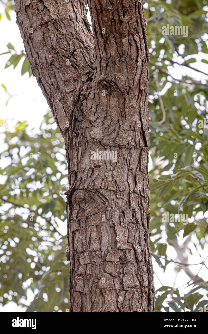 Pequi tree hi-res stock photography and images - Alamy