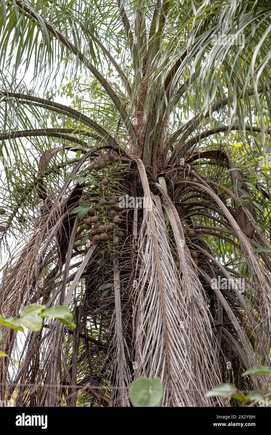 Macauba palm hi-res stock photography and images - Alamy