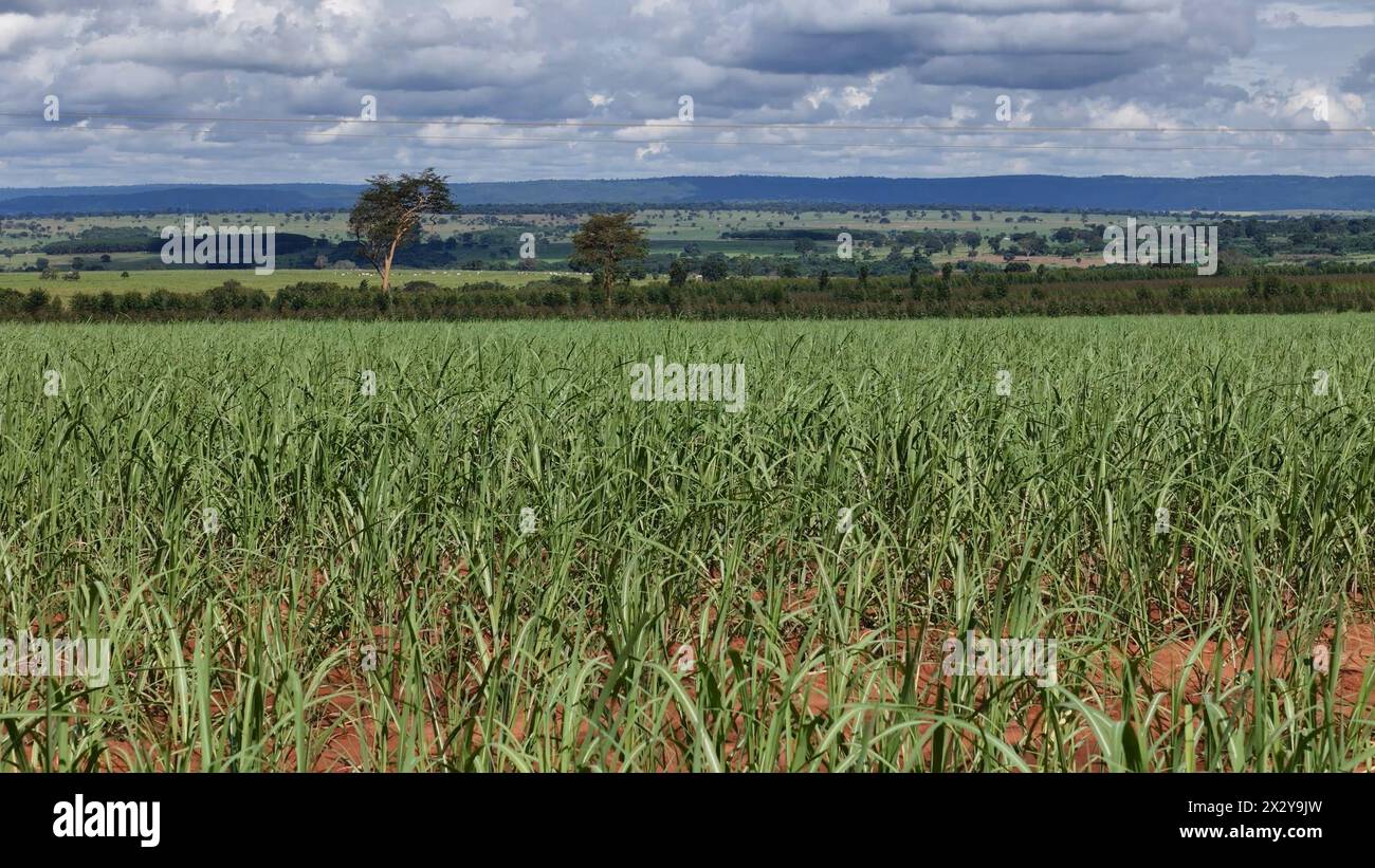 field sugar cane cultivation area agribusiness Stock Photo - Alamy