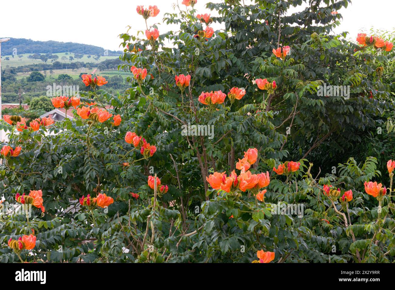 Beautiful african tulip tree hi-res stock photography and images - Alamy