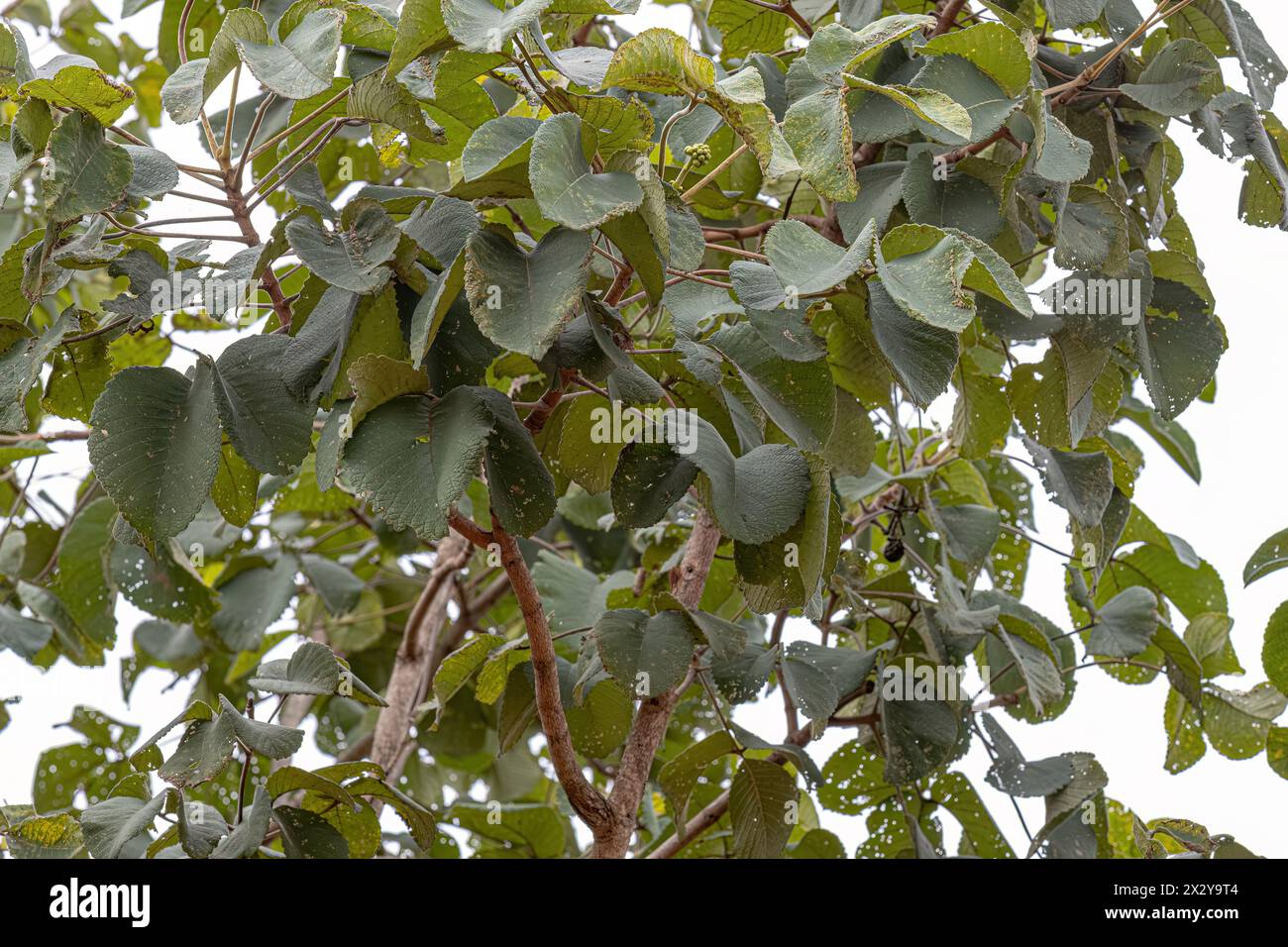 Pequi tree hi-res stock photography and images - Alamy
