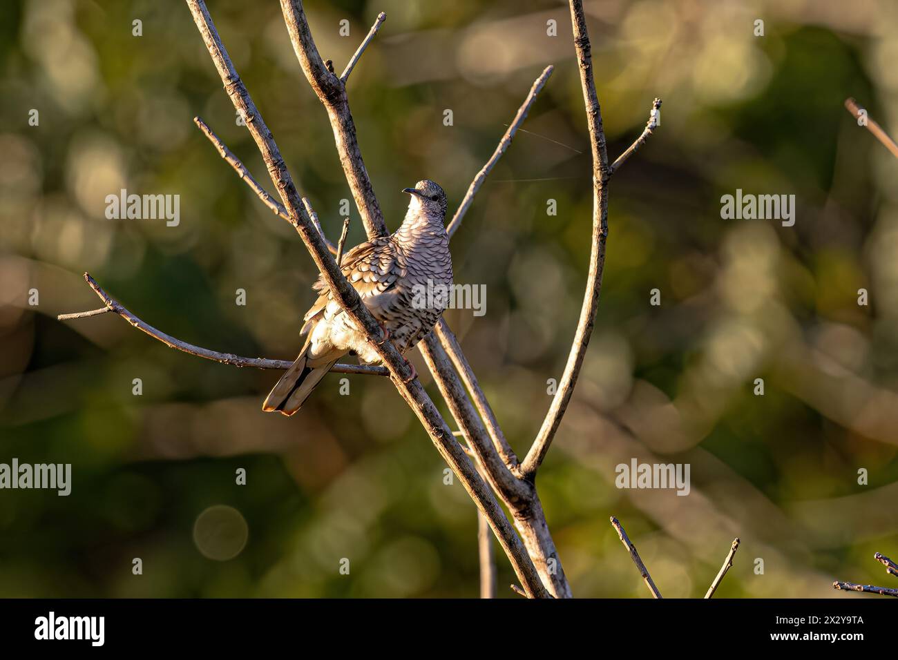 Scaled Dove Bird of the Species Columbina squammata Stock Photo - Alamy