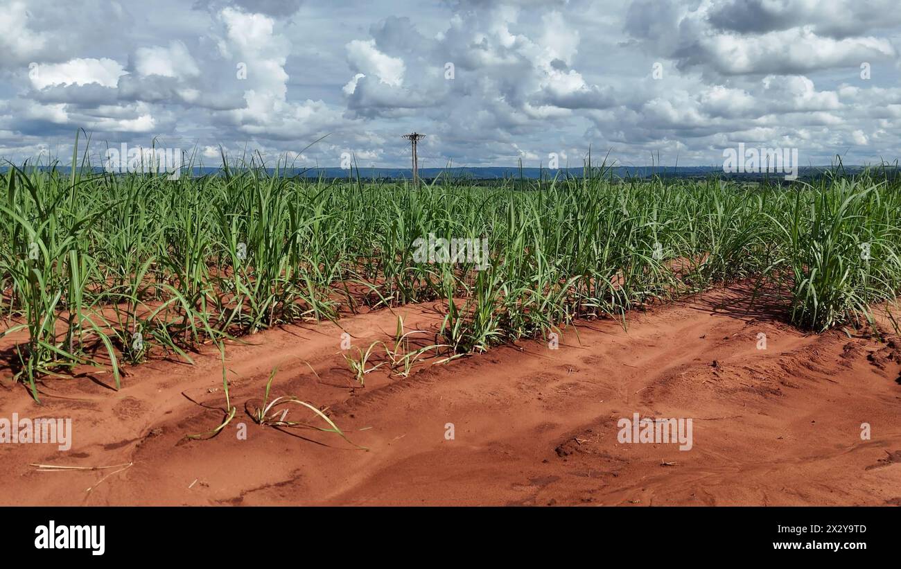 field sugar cane cultivation area agribusiness Stock Photo - Alamy