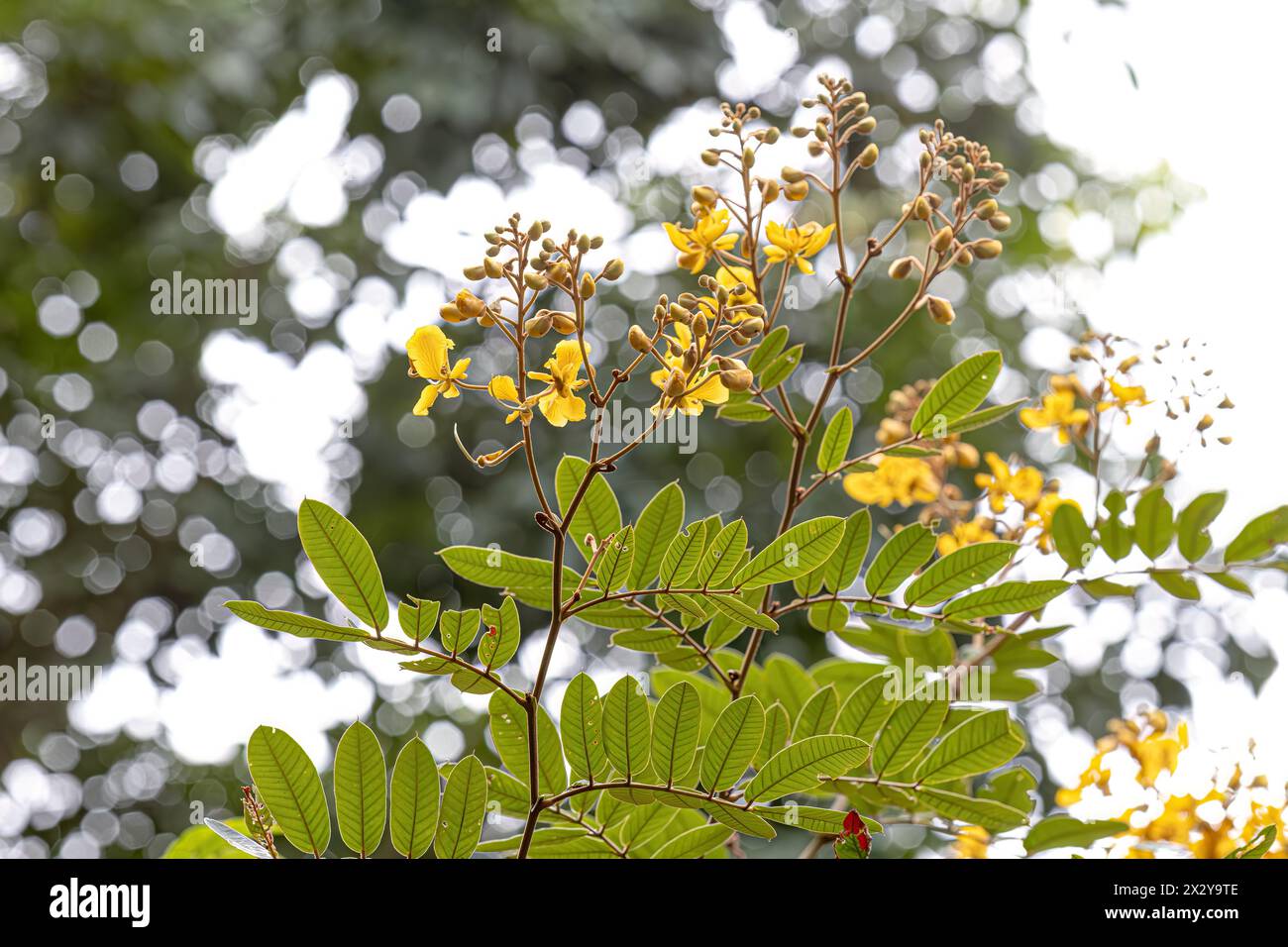 Small Yellow Flowering Plant of the genus Senna Stock Photo - Alamy