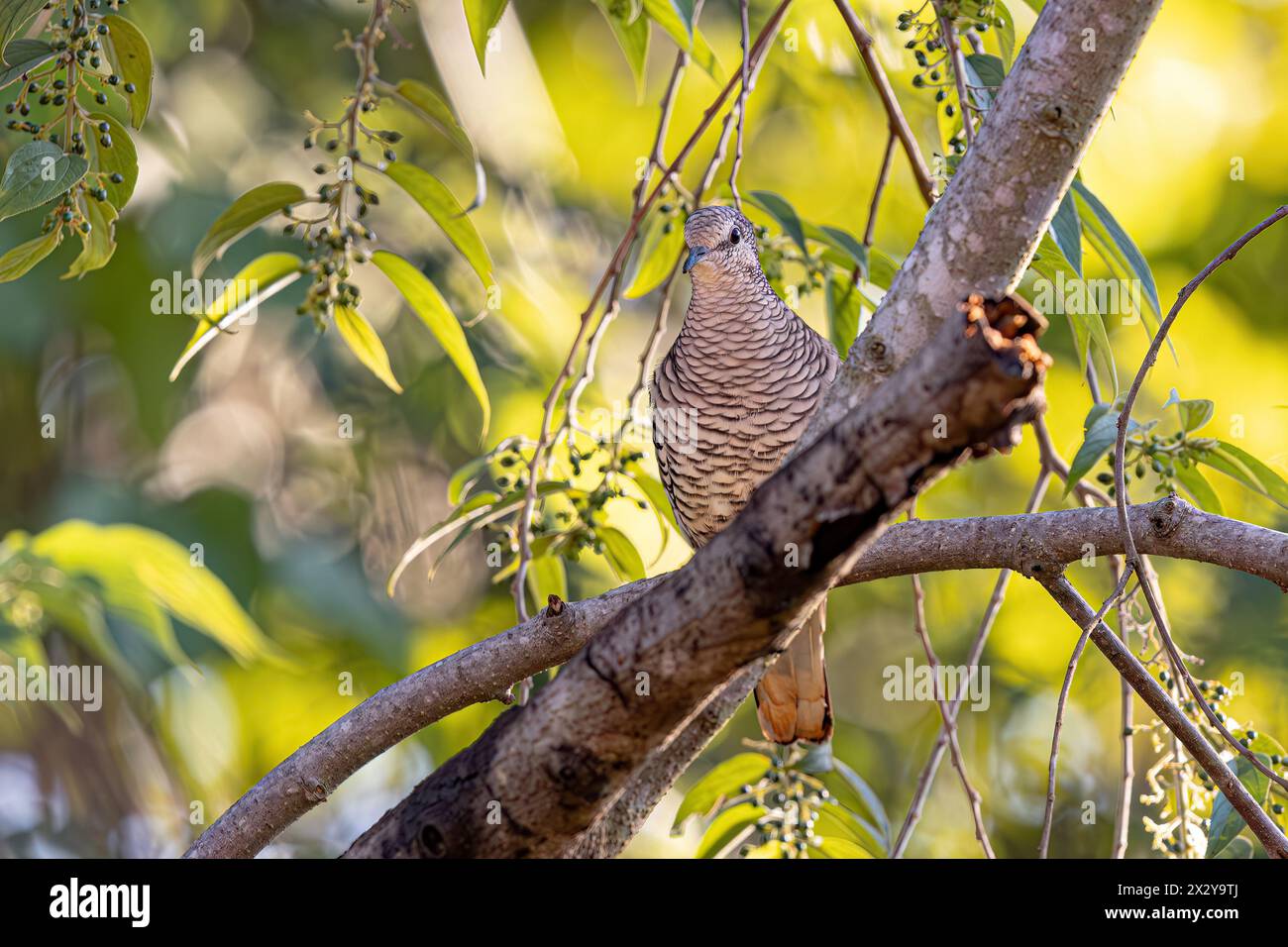 Scaled Dove Bird of the Species Columbina squammata Stock Photo - Alamy