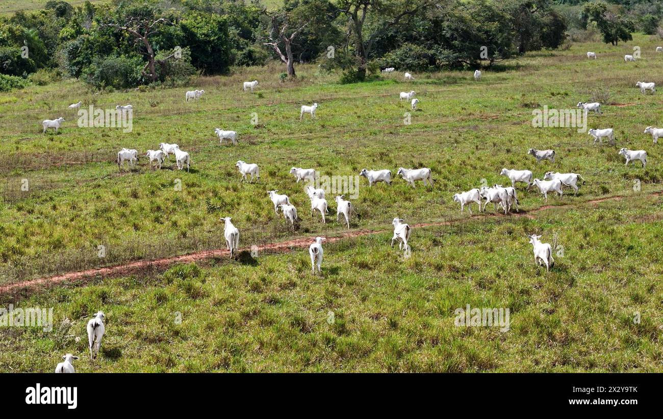 field pasture area for cattle breeding white cows grazing Stock Photo ...