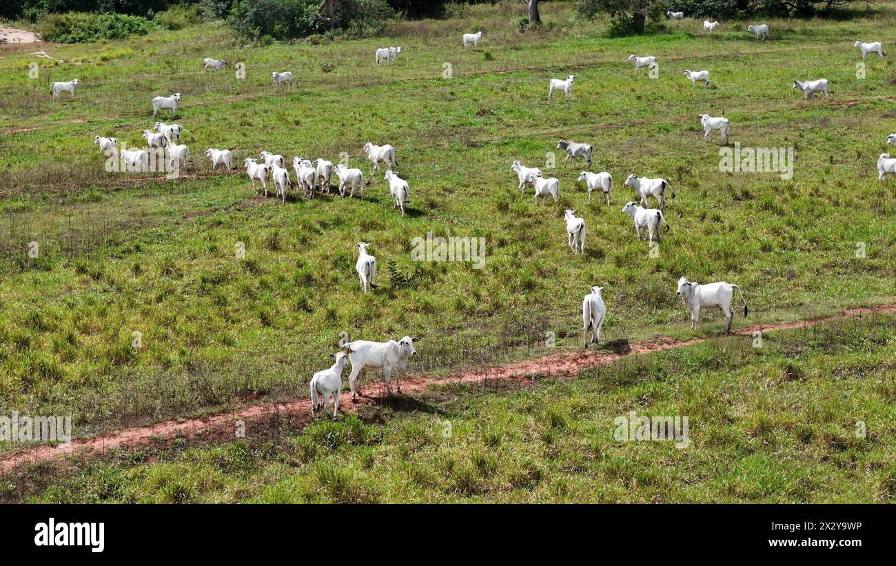 field pasture area for cattle breeding white cows grazing Stock Photo ...