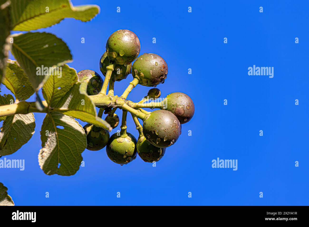 Pekea Nut Fruit of the species Caryocar brasiliense Stock Photo - Alamy