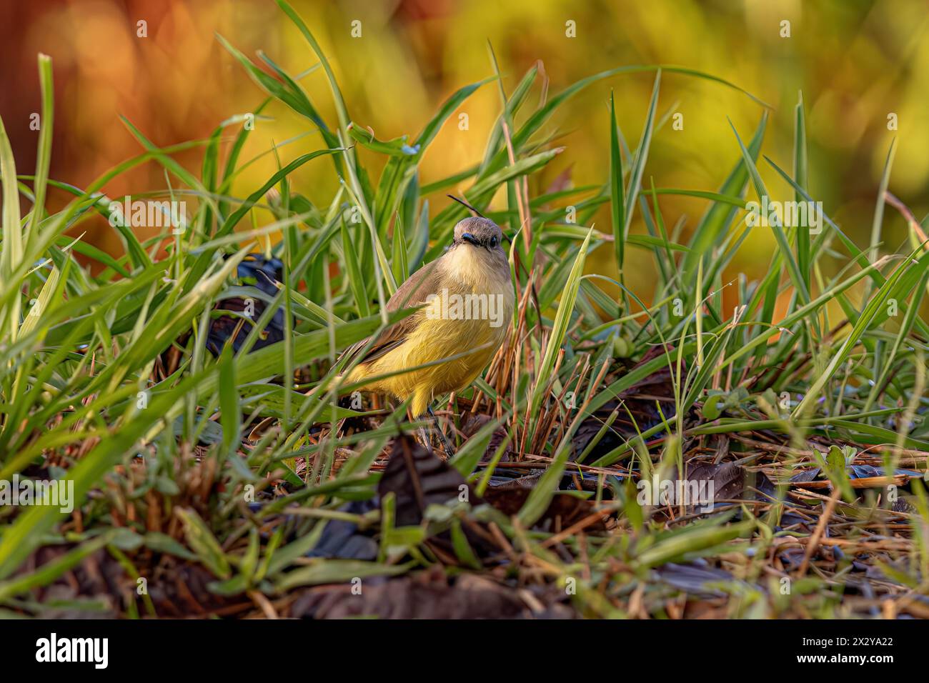 Adult Cattle Tyrant Bird of the species Machetornis rixosa Stock Photo ...
