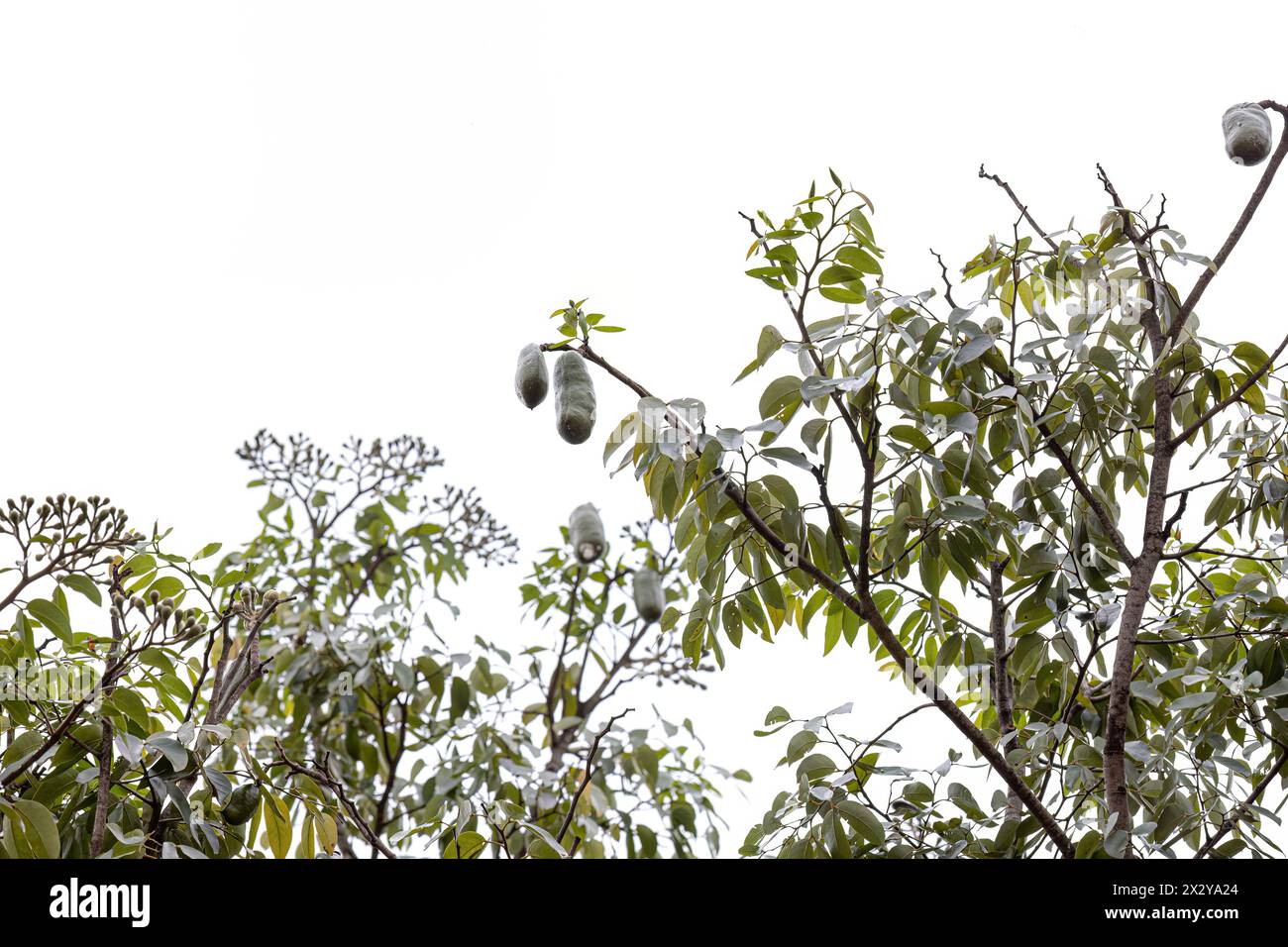 Stinkingtoe Tree with Fruits of the species Hymenaea courbaril with ...