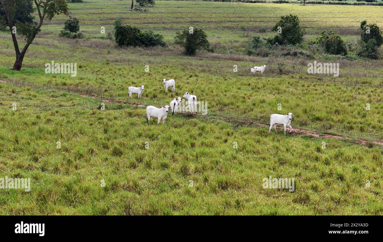 field pasture area for cattle breeding white cows grazing Stock Photo ...
