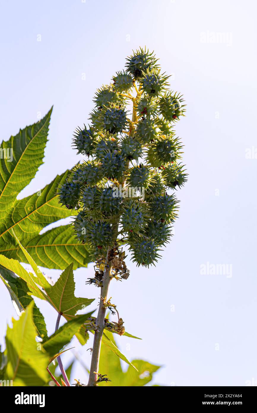 Green Castor Bean Plant of the species Ricinus communis Stock Photo - Alamy