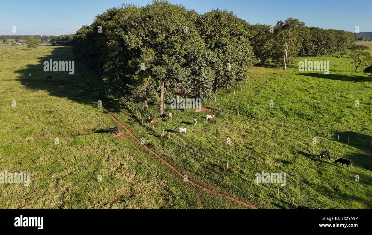 aerial image of rubber tree forest for latex extraction Stock Photo - Alamy