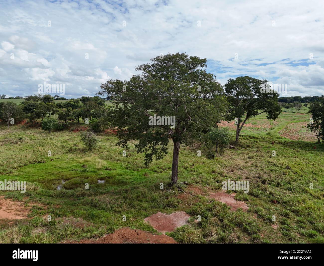 aerial image of big tree in a field Stock Photo - Alamy