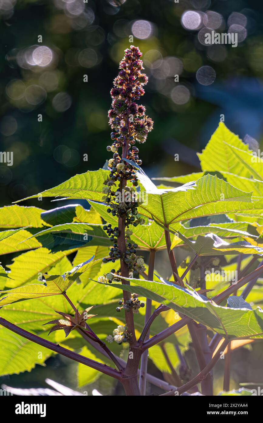 Green Castor Bean Plant of the species Ricinus communis Stock Photo - Alamy