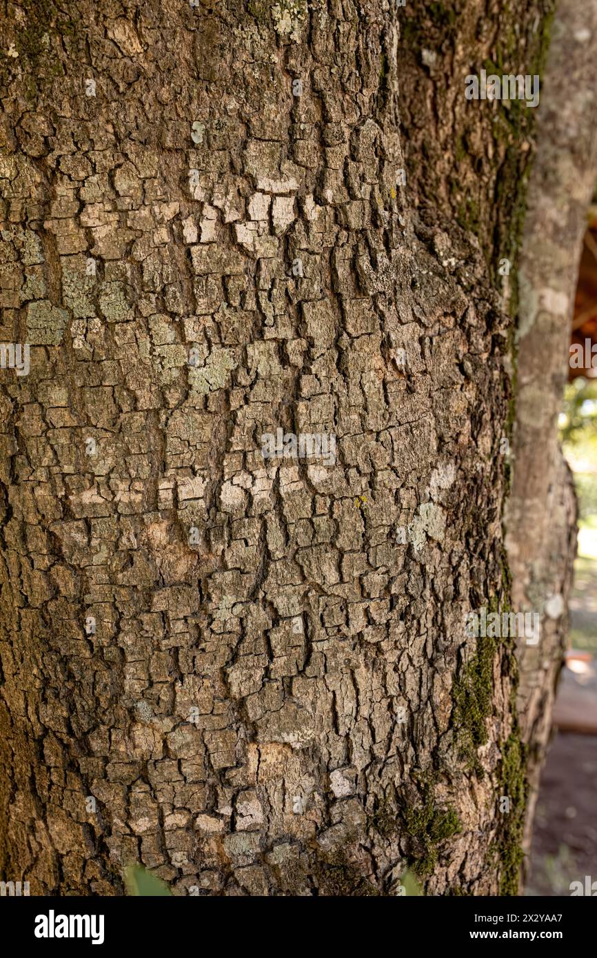 rustic texture of cracked bark of a tree of the Licania Tomentosa ...