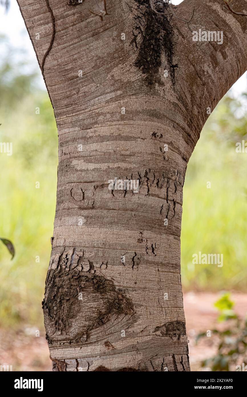 Stinkingtoe Tree Trunk of the species Hymenaea courbaril with selective ...