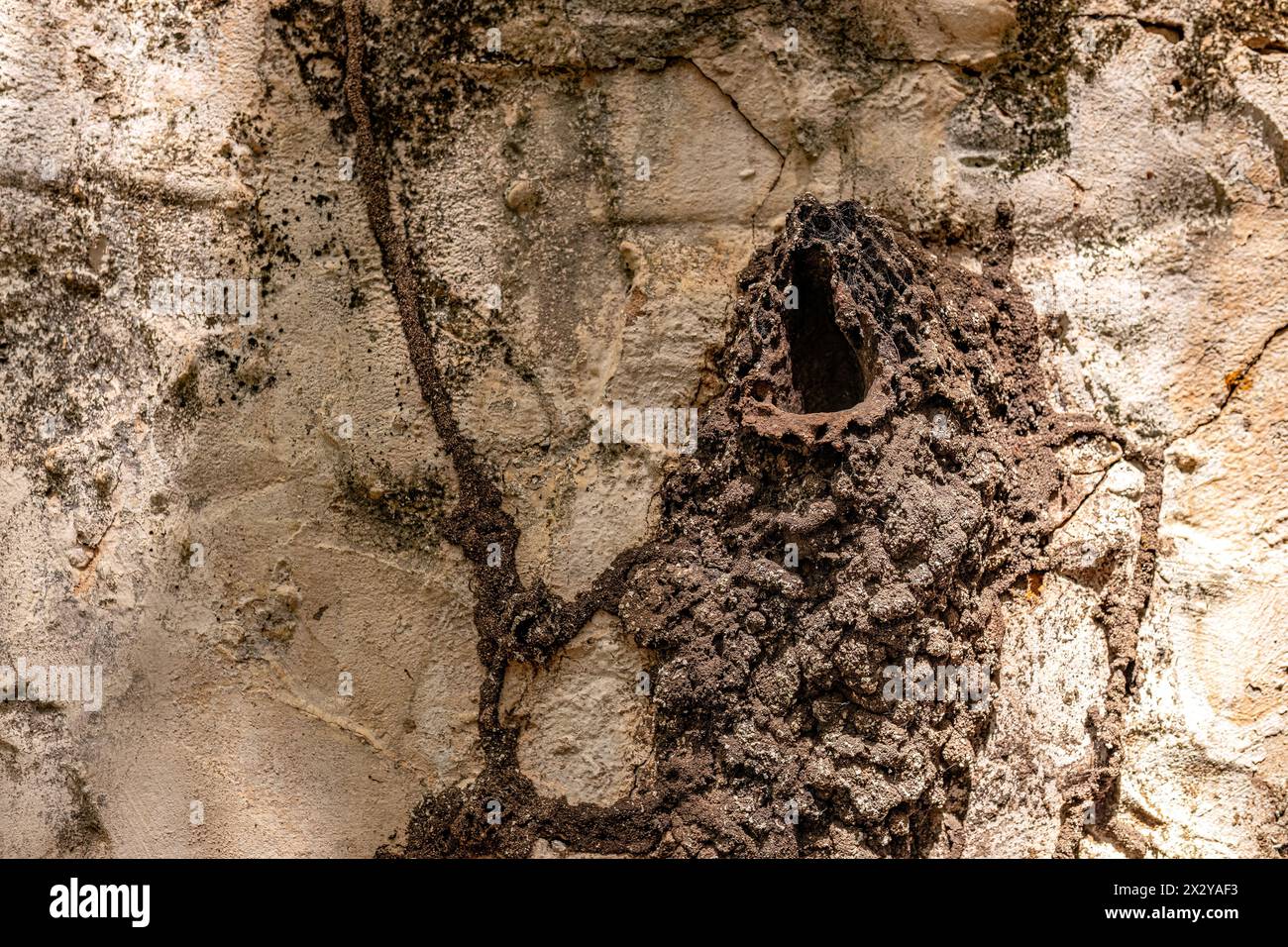 Stingless Bees Insects Colony Hive of the Genus Partamona Stock Photo ...