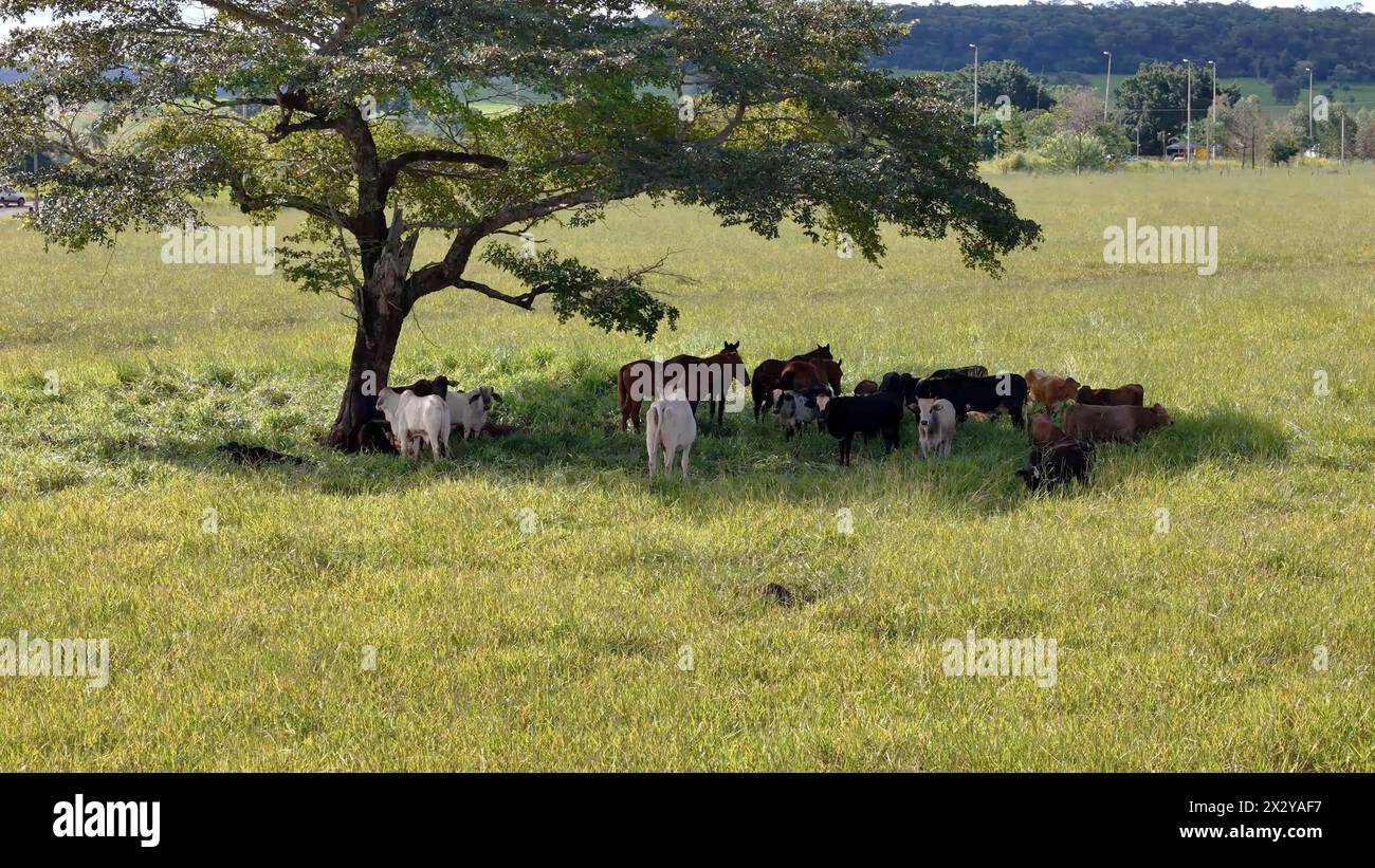 aerial image of cows and horses in a field taking refuge from the ...