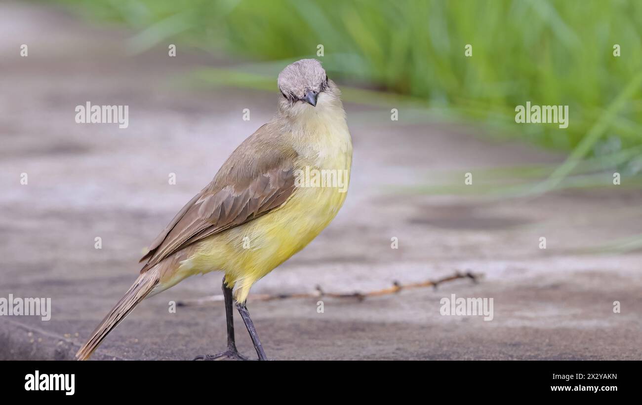 Adult Cattle Tyrant Bird of the species Machetornis rixosa Stock Photo ...