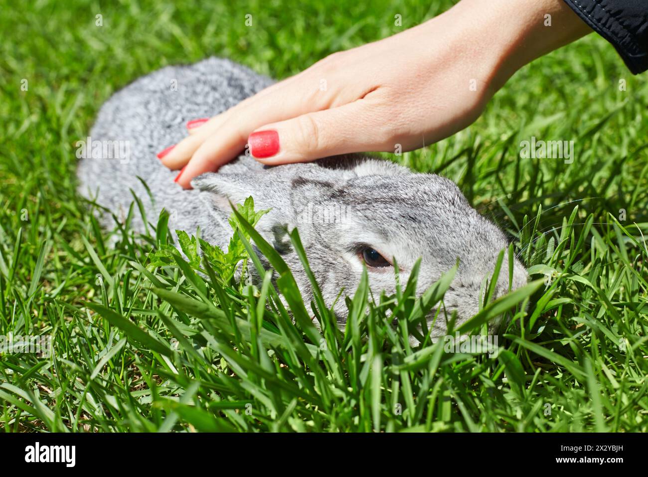 Hand strokes hi-res stock photography and images - Alamy