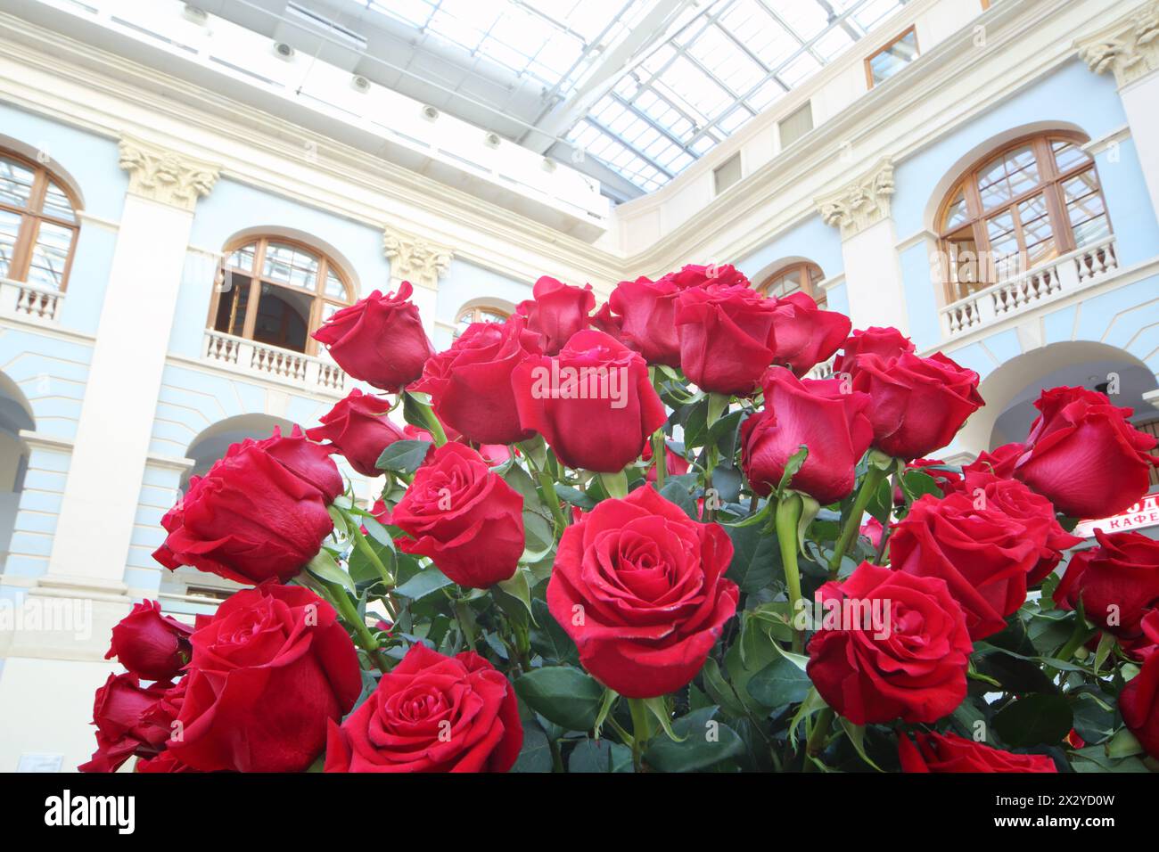Large bright bouquet of red roses in hall with blue and white walls ...