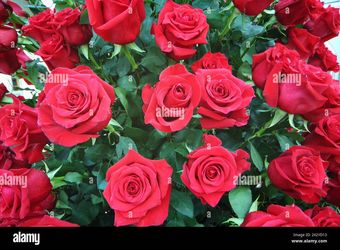 Large bright bouquet of freshly cut big beautiful red roses Stock Photo ...