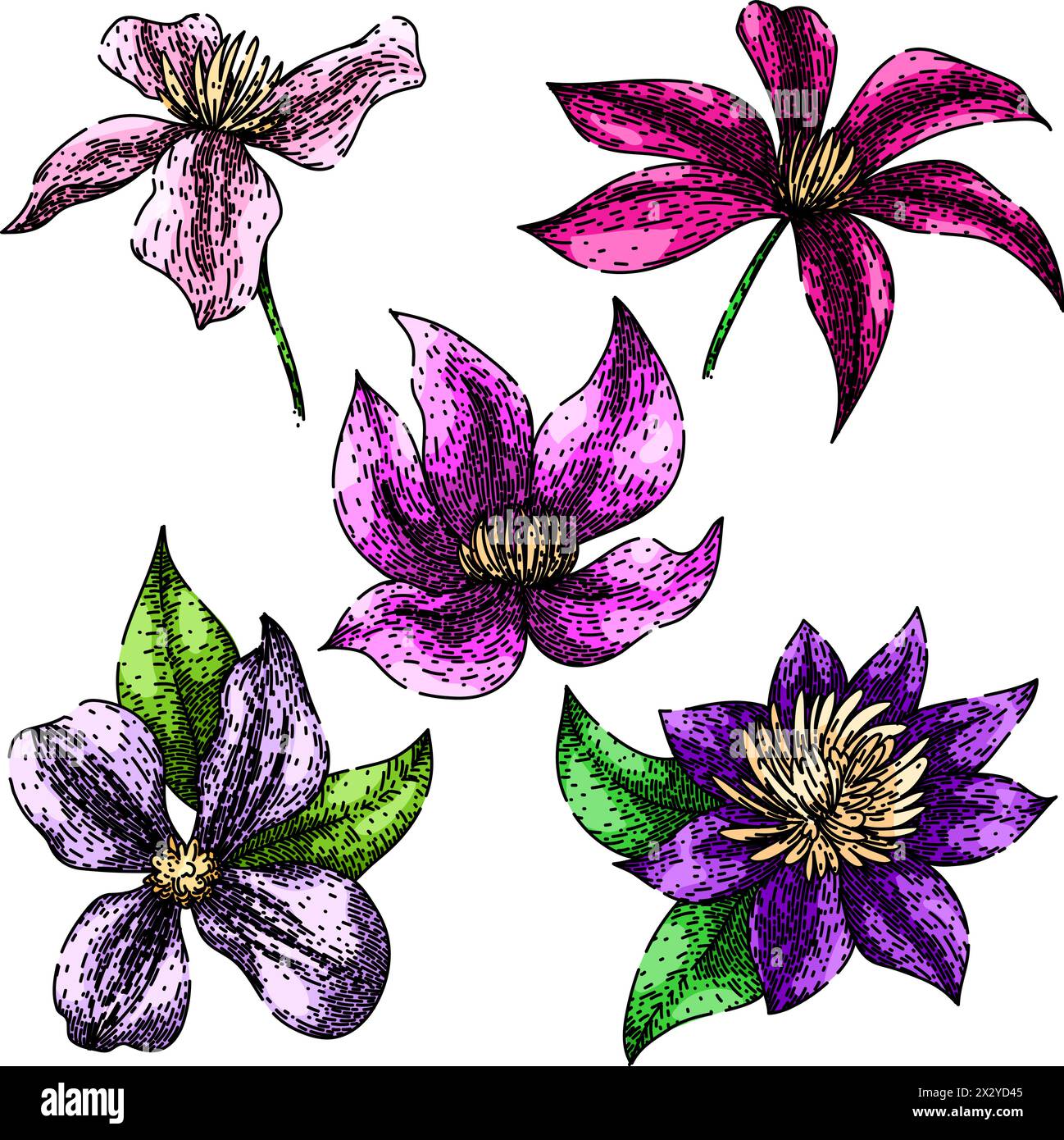 clematis set sketch hand drawn vector Stock Vector Image & Art - Alamy