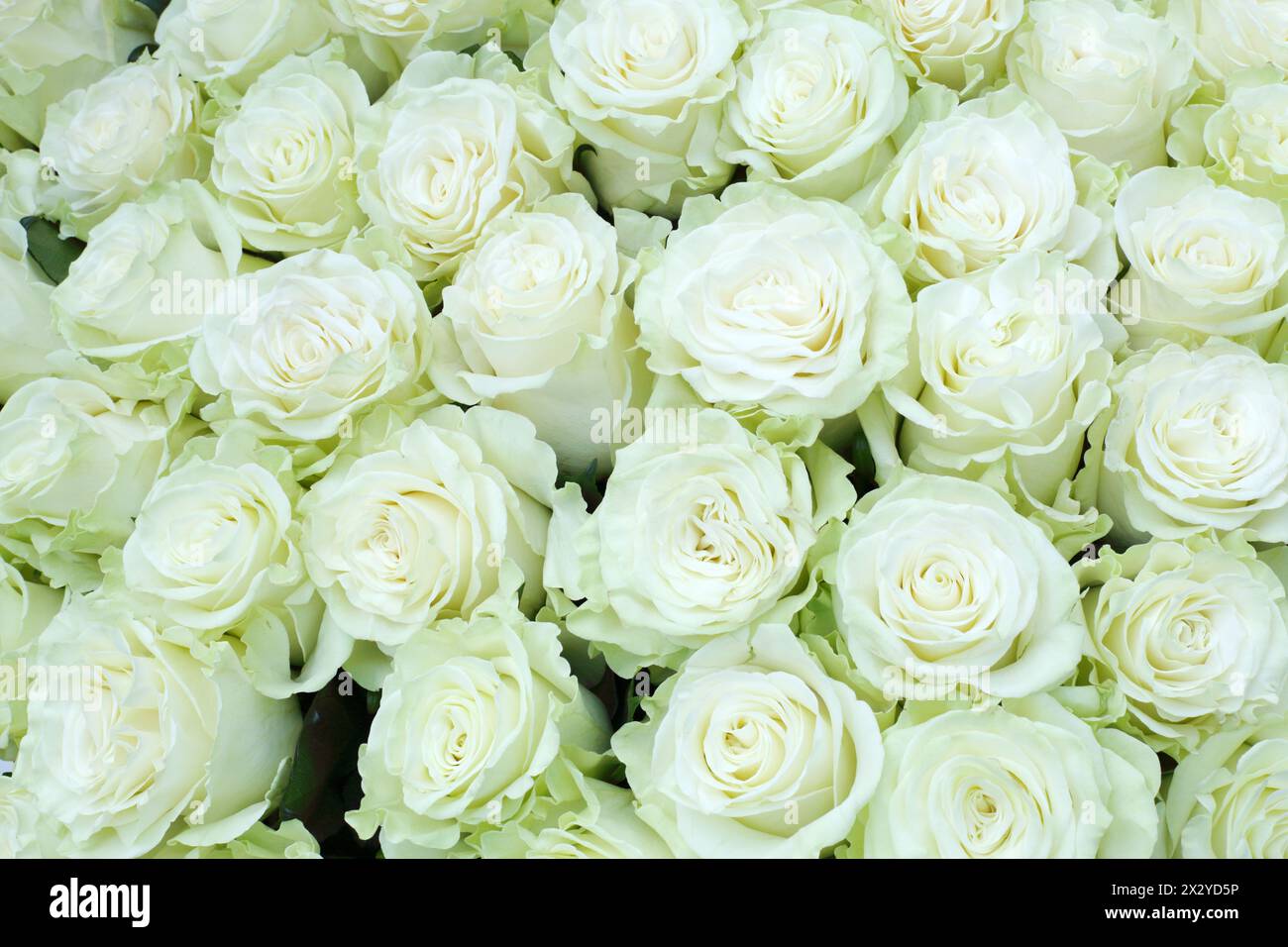 Close-up of bright bunch of freshly cut big beautiful white roses Stock ...