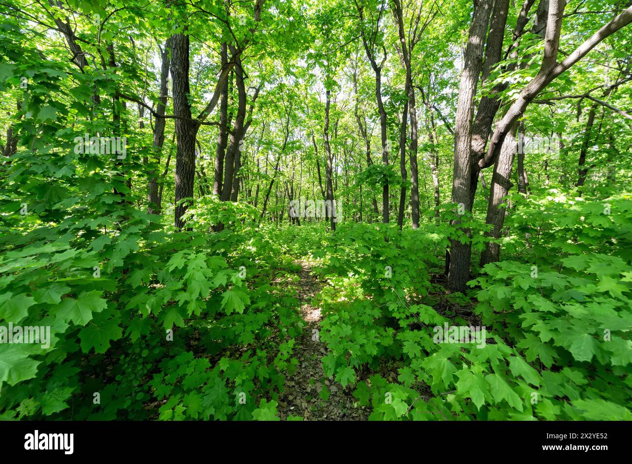 Wideangle tree view hi-res stock photography and images - Alamy