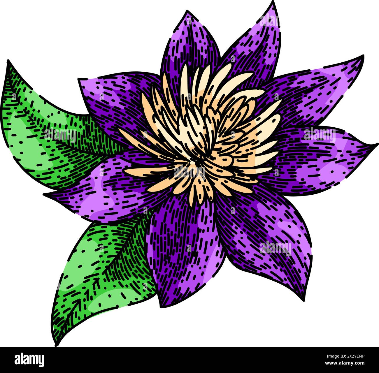 Pink and purple clematis Stock Vector Images - Alamy