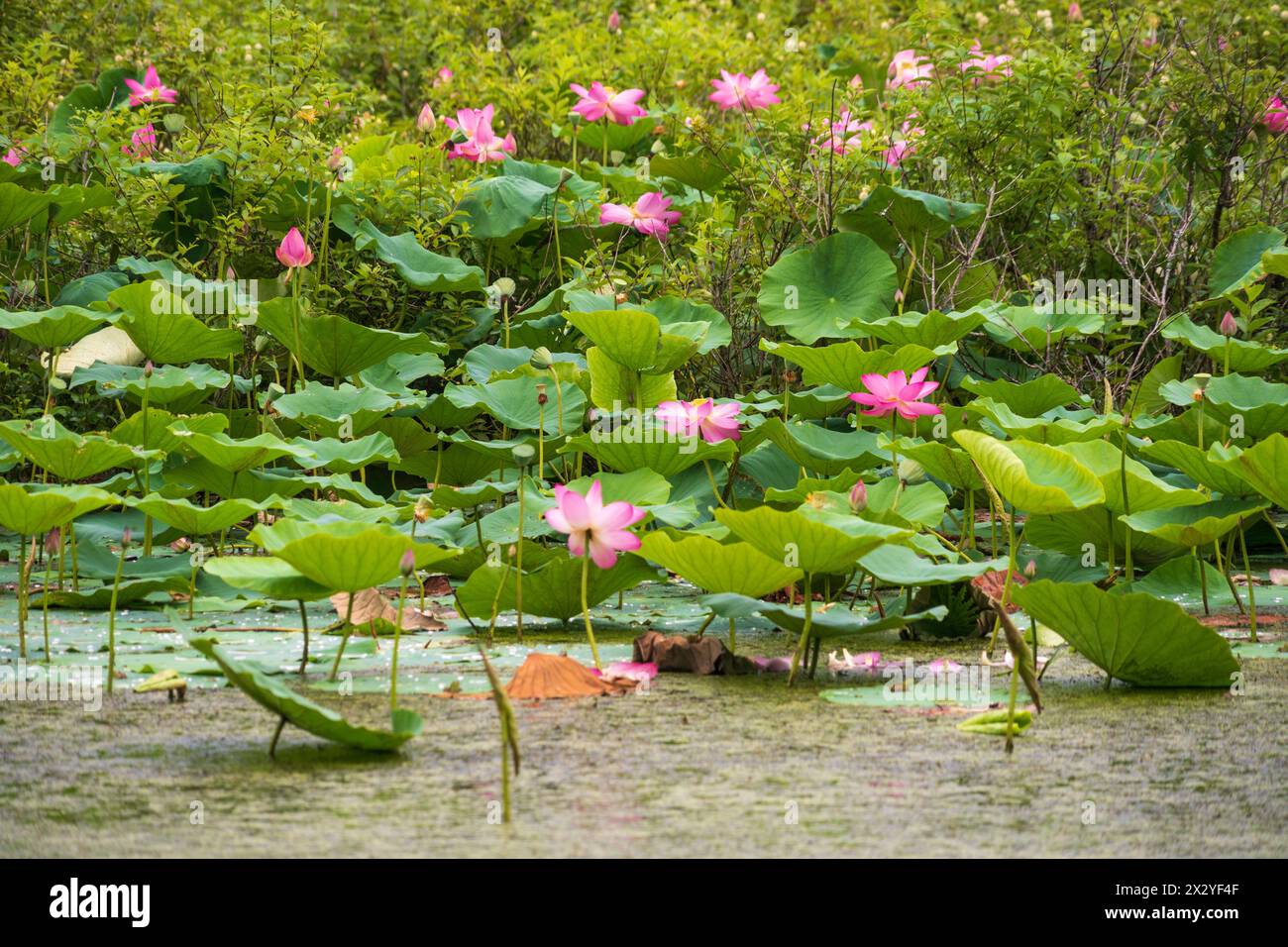 The TNT Area in Point Pleasant, West Virginia, USA Stock Photo - Alamy