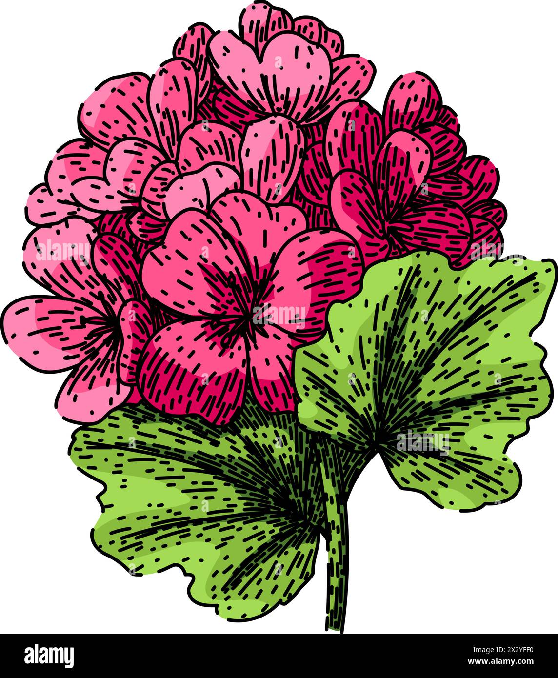 pink geranium sketch hand drawn vector Stock Vector Image & Art - Alamy