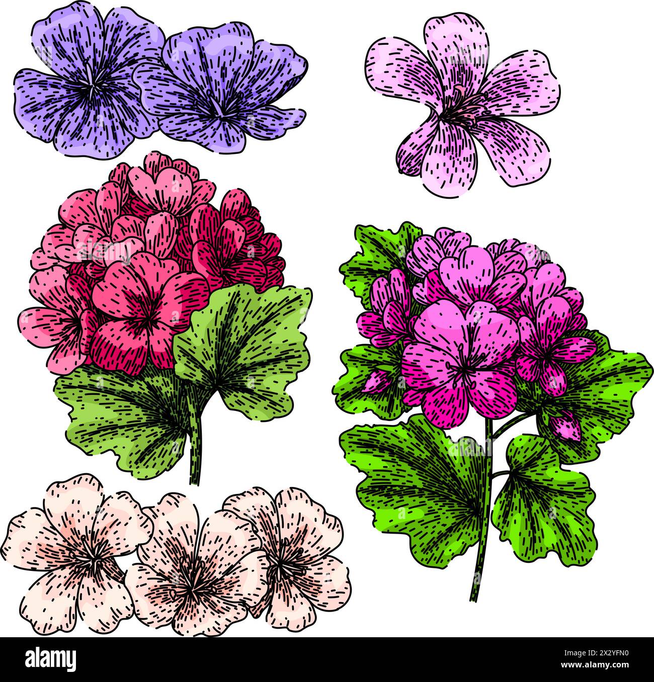 geranium set sketch hand drawn vector Stock Vector Image & Art - Alamy
