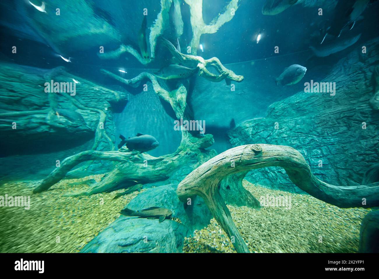 MOSCOW - NOV 11: Exotic fishes in aquarium decored with rocks, pebbles ...