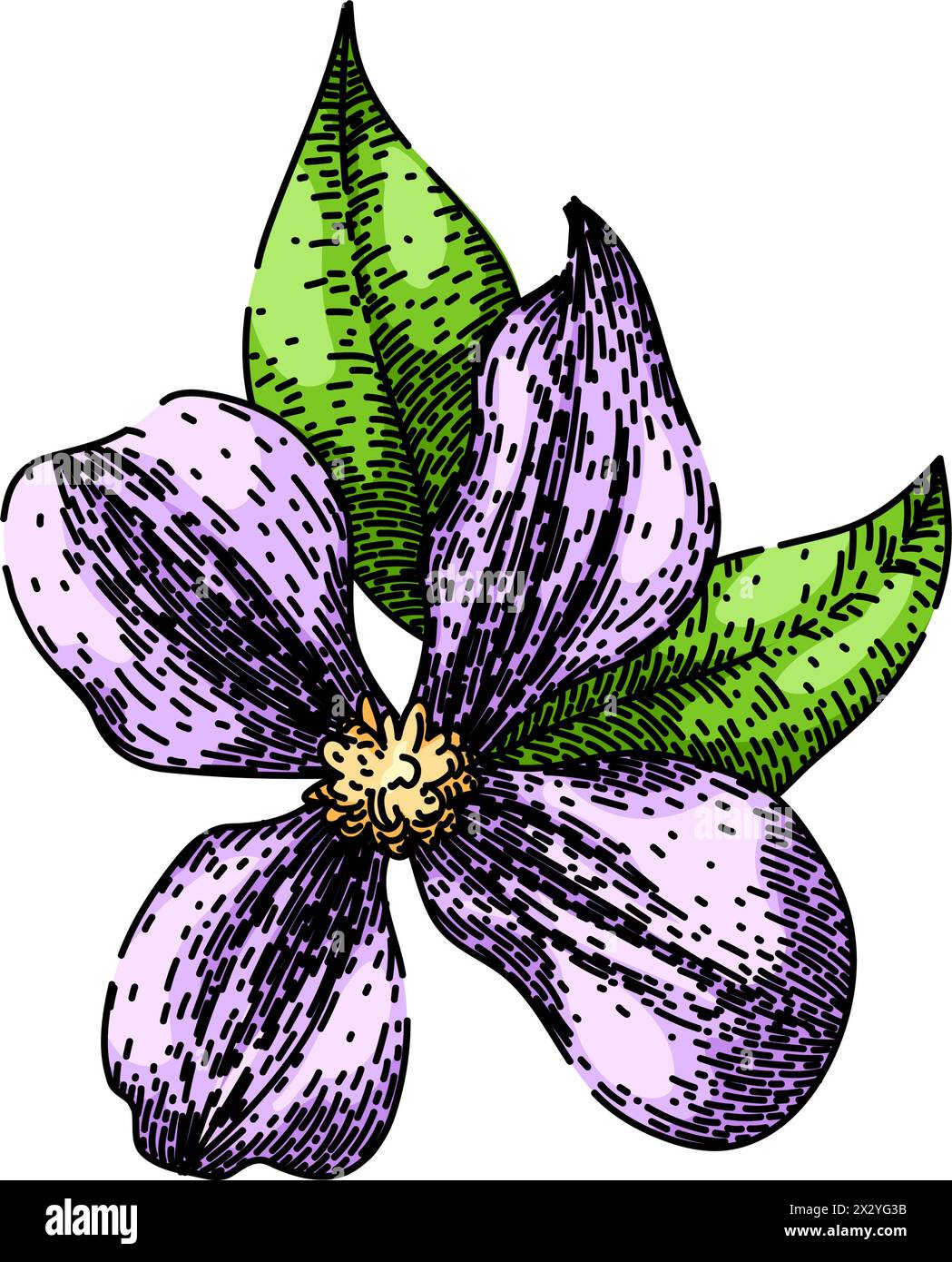 Purple clematis clematis Stock Vector Images - Alamy