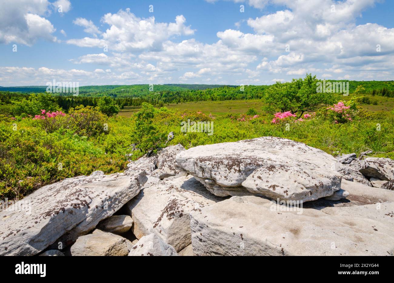Bear Rocks Preserve, Nature preserve in West Virginia, USA Stock Photo ...