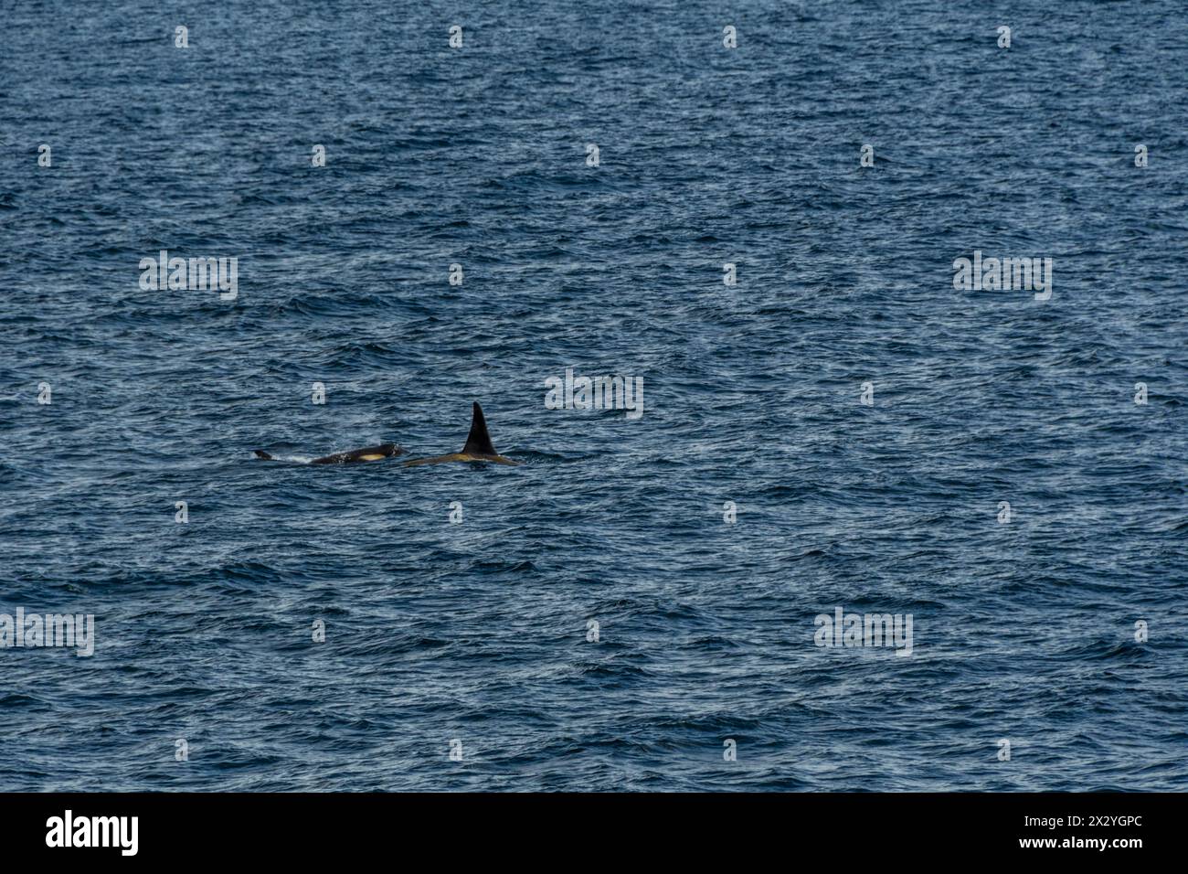 Close-up of a killer whale, Orcinus orca, swimming in the waters of the ...