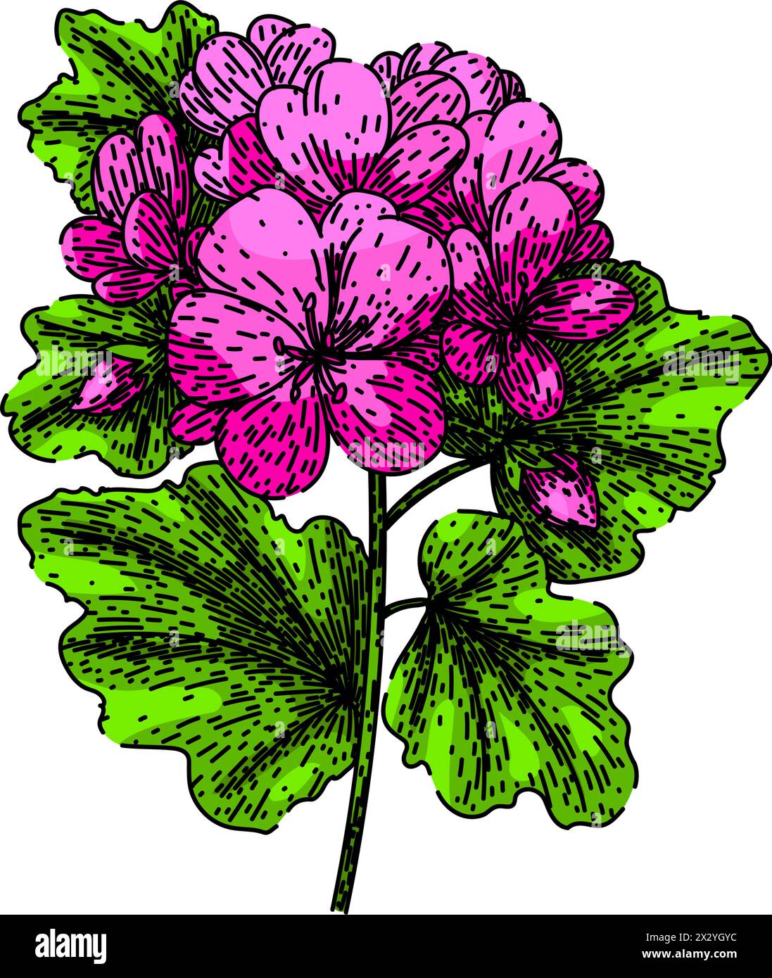 plant geranium sketch hand drawn vector Stock Vector Image & Art - Alamy